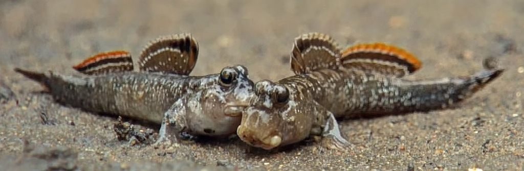 Indian Mudskipper (Periophthalmus Septemradiatus) | Tropical Fish Keeping