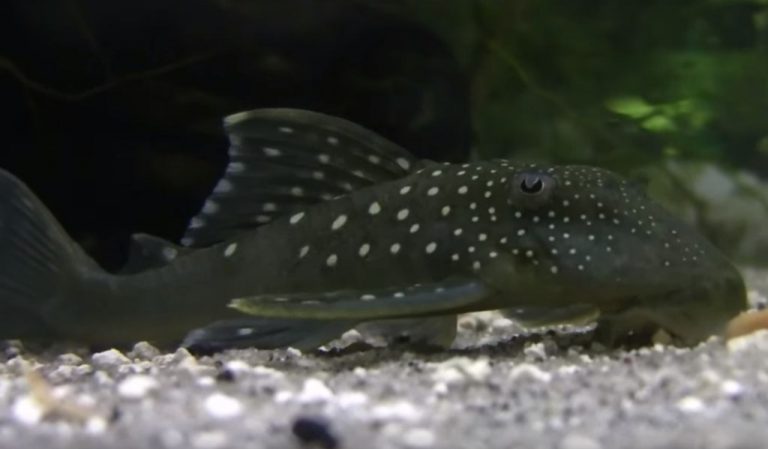 Blue Phantom Pleco L128 (Hemiancistrus Specie) | Tropical Fish Keeping