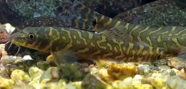 Batik Loache (Mesonoemacheilus triangularis) | Tropical Fish Keeping