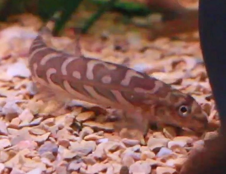 Batik Loache (Mesonoemacheilus triangularis) | Tropical Fish Keeping