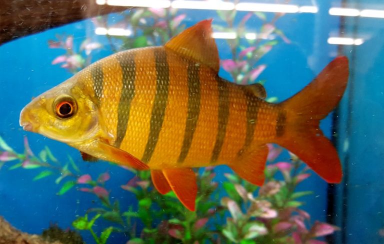Six Banded Distichodus (Distichodus sexfasciatus) | Tropical Fish Keeping