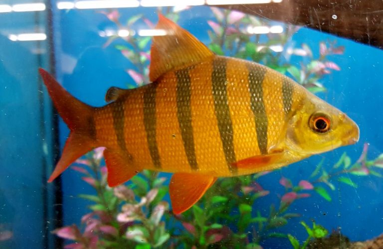 Six Banded Distichodus (Distichodus sexfasciatus) | Tropical Fish Keeping