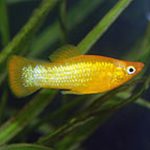 The Molly (Poecilia sphenops) | Tropical Fish Keeping