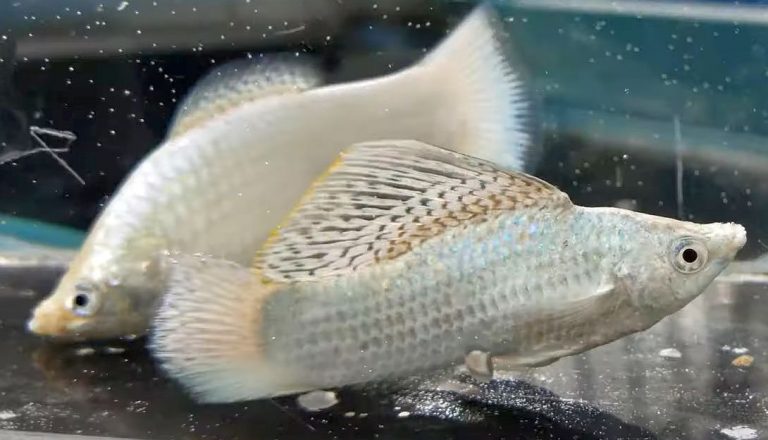 The Molly (Poecilia sphenops) | Tropical Fish Keeping