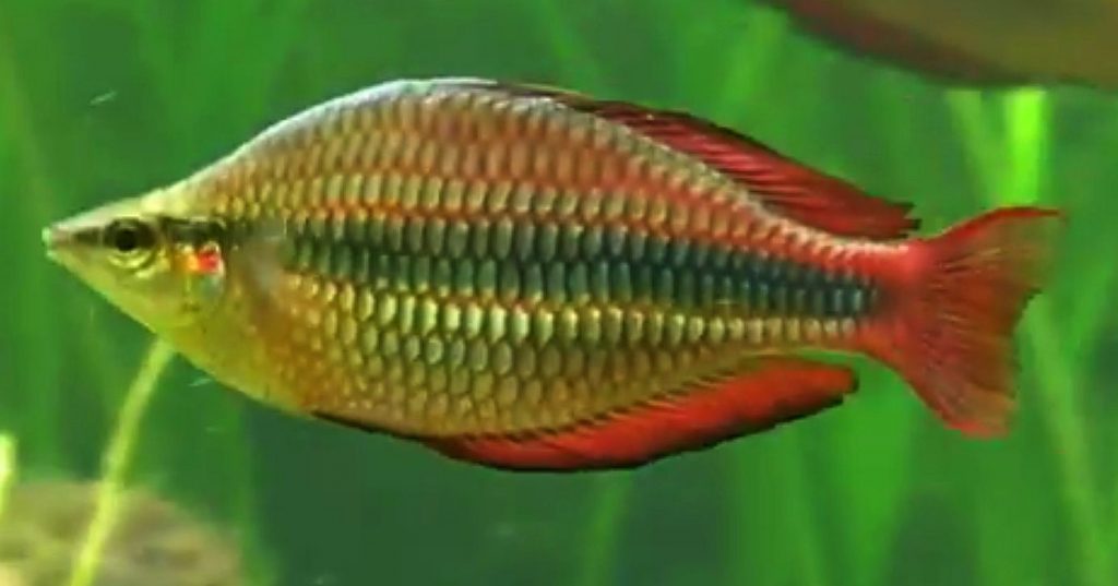 Axelrodi Rainbow (Melanotaenia herbertaxelrodi) | Tropical Fish Keeping
