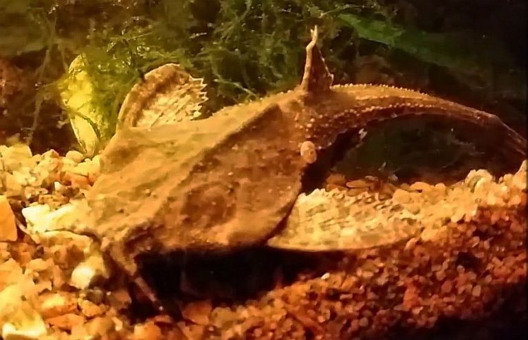 Banjo Catfish (Bunocephalus coracoideus) | Tropical Fish Keeping