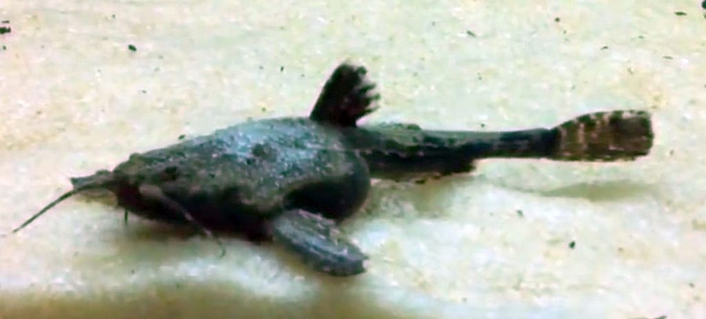 Banjo Catfish (Bunocephalus coracoideus) | Tropical Fish Keeping