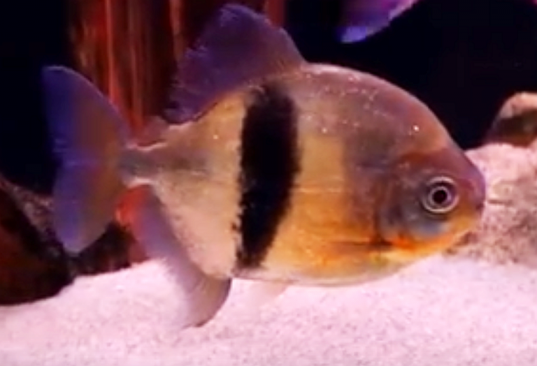 Black Band Myleus (Myloplus schomburgkii) | Tropical Fish Keeping
