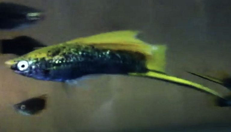 Green Swordtail or Common Swordtail (Xiphophorus helleri) | Tropical ...