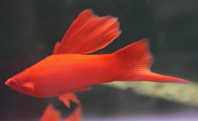 Green Swordtail or Common Swordtail (Xiphophorus helleri) | Tropical ...