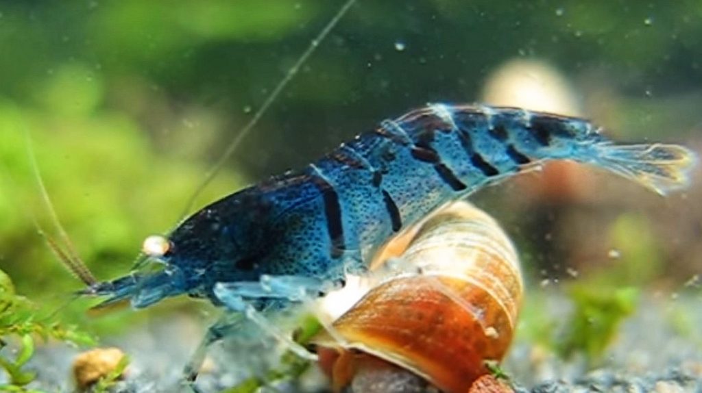 Bee Shrimp (Caridina cf. cantonensis) | Tropical Fish Keeping