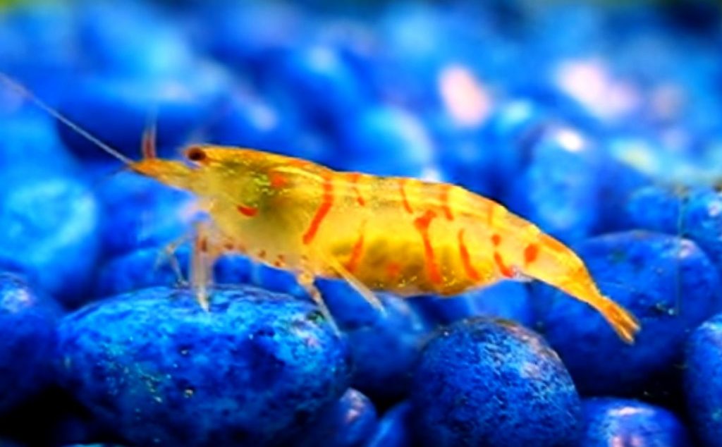 Bee Shrimp (Caridina cf. cantonensis) | Tropical Fish Keeping