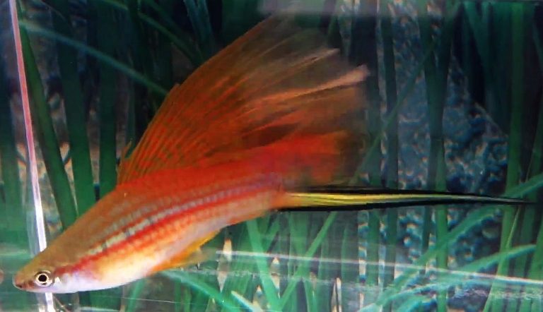 Green Swordtail or Common Swordtail (Xiphophorus helleri) | Tropical ...
