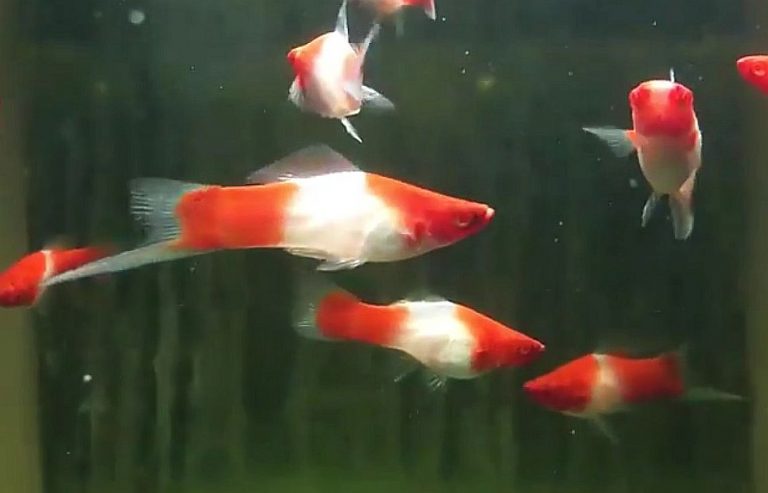Green Swordtail or Common Swordtail (Xiphophorus helleri) | Tropical ...