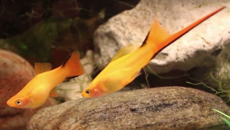 Green Swordtail or Common Swordtail (Xiphophorus helleri) | Tropical ...