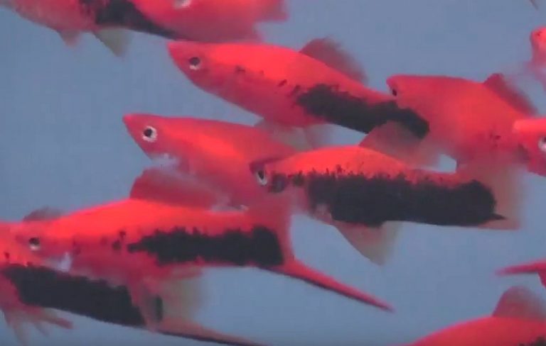 Green Swordtail or Common Swordtail (Xiphophorus helleri) | Tropical ...