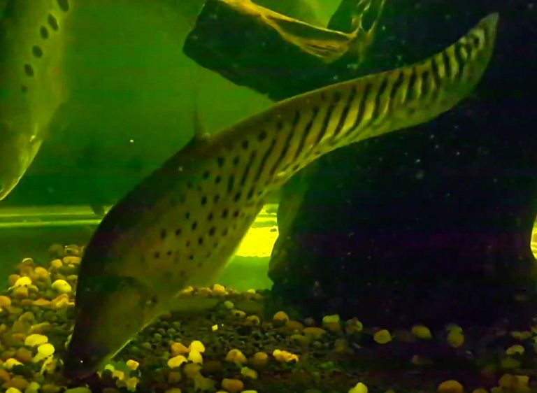 Royal Knifefish (chitala blanci) | Tropical Fish Keeping