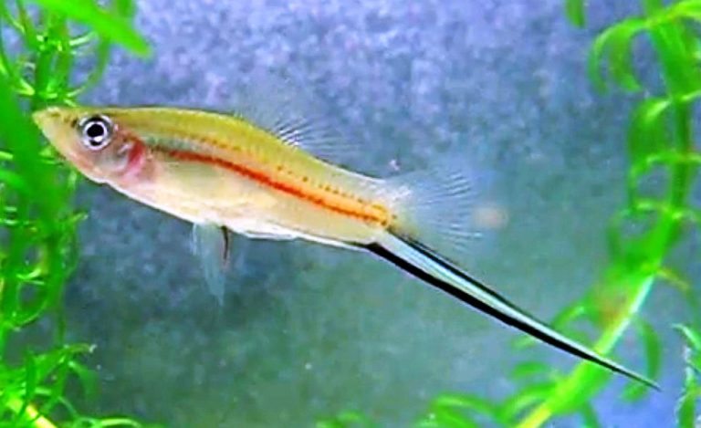 Green Swordtail or Common Swordtail (Xiphophorus helleri) | Tropical ...