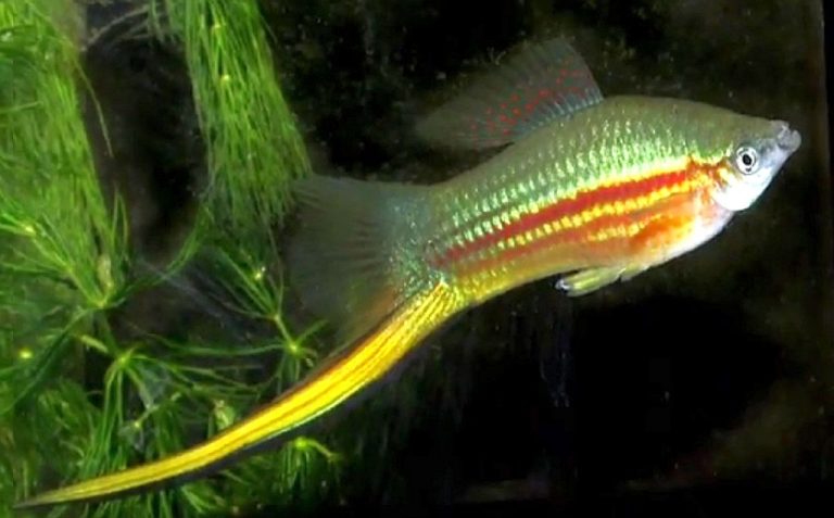 Green Swordtail or Common Swordtail (Xiphophorus helleri) | Tropical Fish Keeping