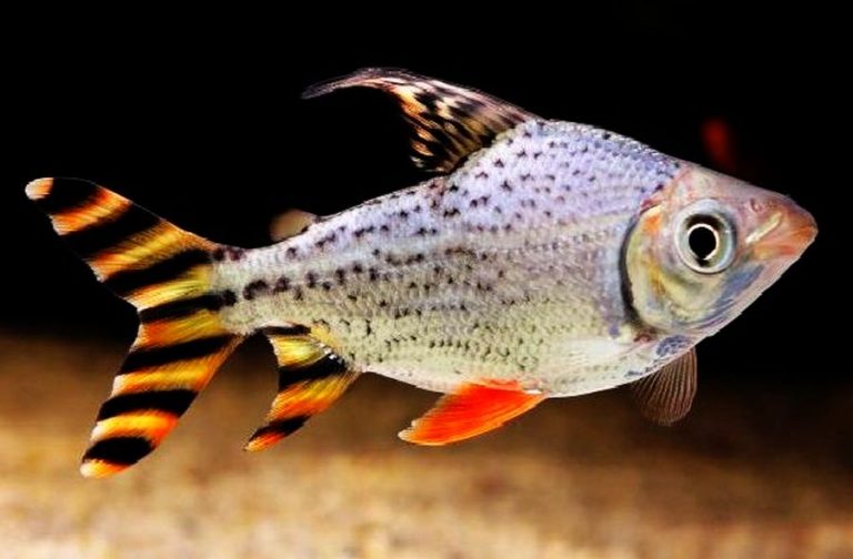 Flagtail Prochilodus (Semaprochilodus insignis) | Tropical Fish Keeping