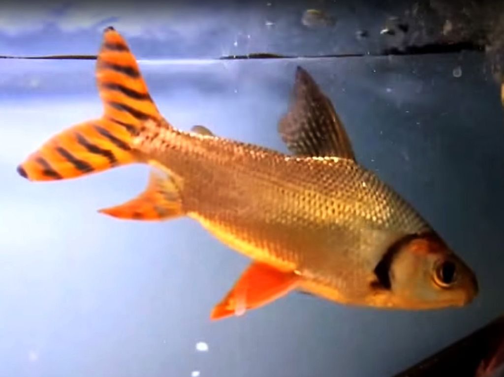 Flagtail Prochilodus (Semaprochilodus insignis) | Tropical Fish Keeping