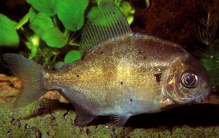 Parrot Pacu (Ossubtus xinguensi) | Tropical Fish Keeping