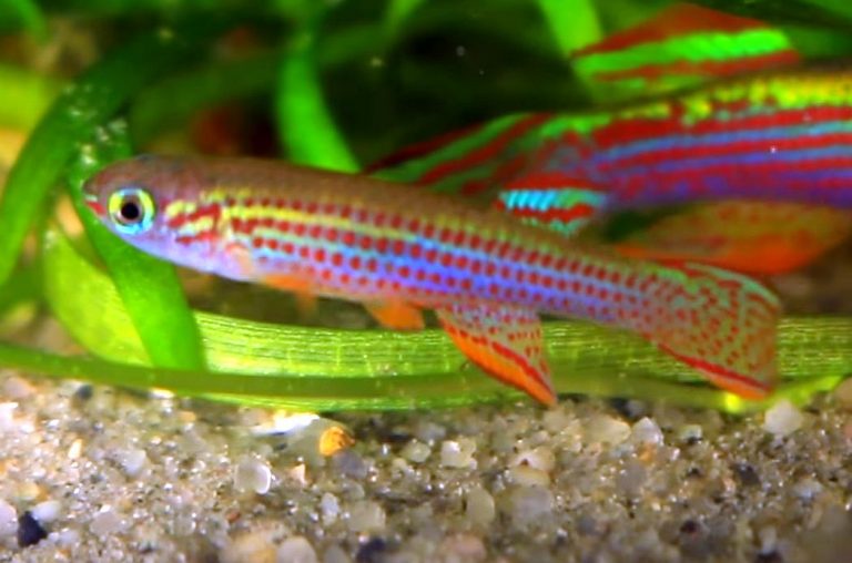 Red Striped Killifish (Aphyosemion striatum) | Tropical Fish Keeping