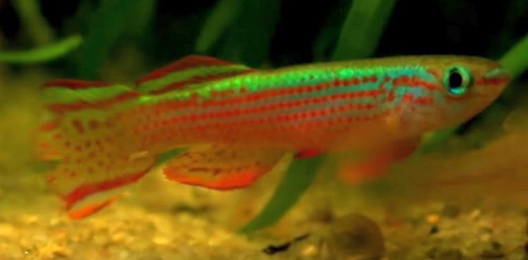 Red Striped Killifish (Aphyosemion striatum) | Tropical Fish Keeping