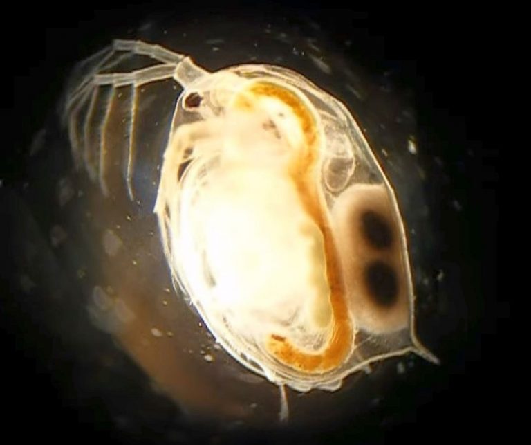 Daphnia (Daphnia pulex) | Tropical Fish Keeping