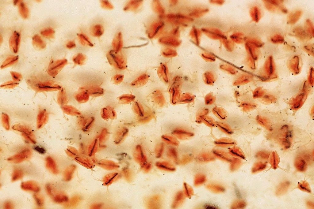 Moina (Moina macrocopa) | Tropical Fish Keeping