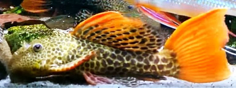 Leopard "Cactus" Pleco L-114 (LDA07) (Pseudocanthicus leopardus ...