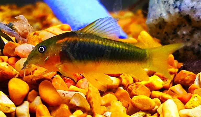 Orange Laser Cory (Corydoras aeneus) | Tropical Fish Keeping