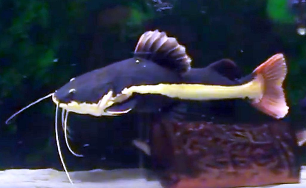 Redtail Catfish (Phractocephalus hemioliopterus) | Tropical Fish Keeping