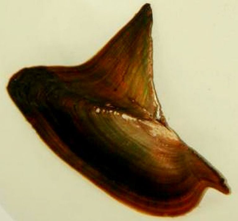 Shark Fin Mussel (Hyriopsis bialatus) | Tropical Fish Keeping