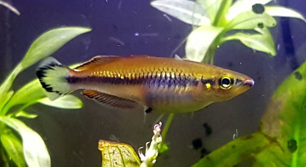 Madagascan Rainbow Fish (Bedotia madagascarensis) | Tropical Fish Keeping