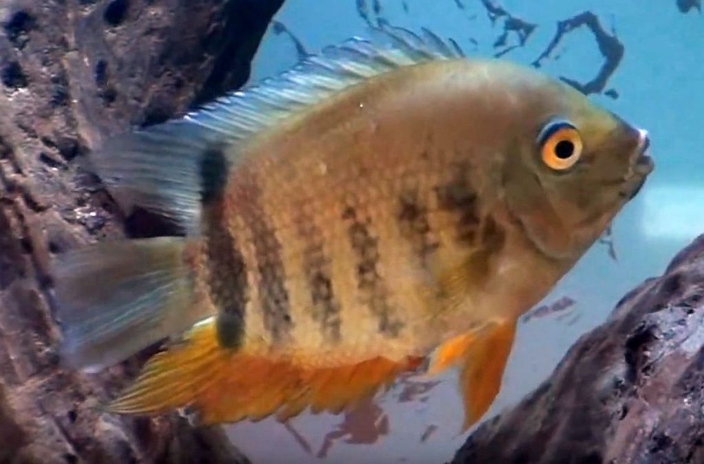 Severum (Heros efasciatus) | Tropical Fish Keeping