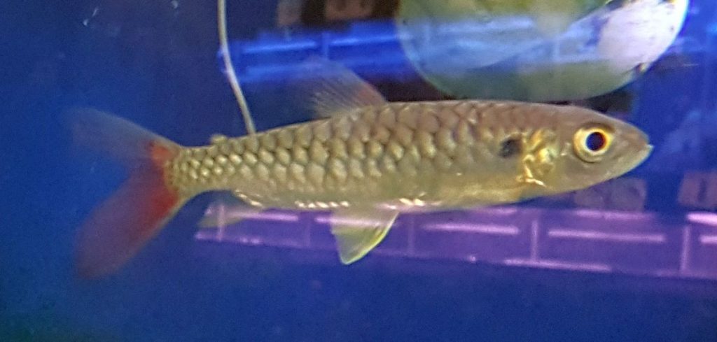 Pink Tail Chalceus (Chalceus macrolepidetus) | Tropical Fish Keeping