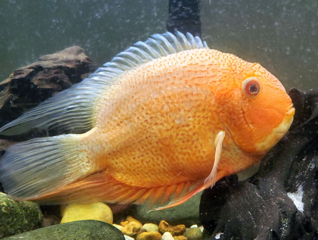 Severum (Heros efasciatus) | Tropical Fish Keeping