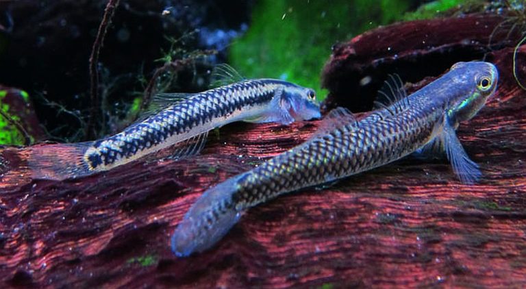 Cobalt Blue Goby (Stiphodon semoni) | Tropical Fish Keeping