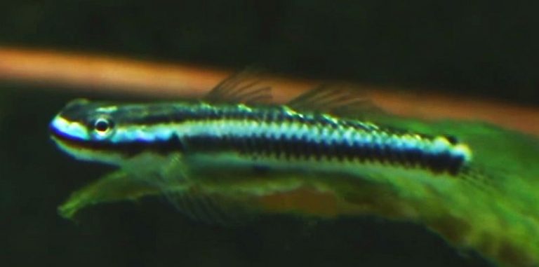 Cobalt Blue Goby (Stiphodon semoni) | Tropical Fish Keeping