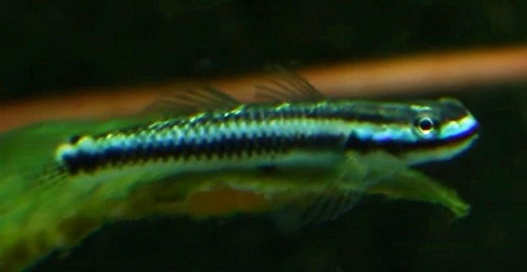 Cobalt Blue Goby (Stiphodon semoni) | Tropical Fish Keeping