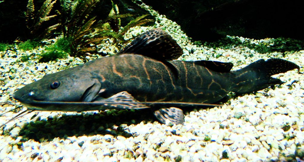 Leopard Catfish (Perrunichthys perruno) | Tropical Fish Keeping