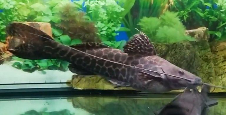 Leopard Catfish (Perrunichthys perruno) | Tropical Fish Keeping