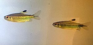 African Red Eye Tetra (arnoldichthys spilopterus) pair | Tropical Fish ...