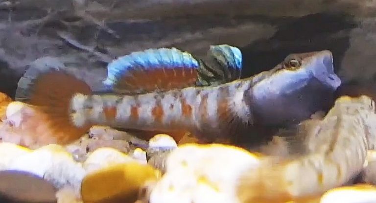 Flame Goby (Rhinogobius Zhoui) | Tropical Fish Keeping