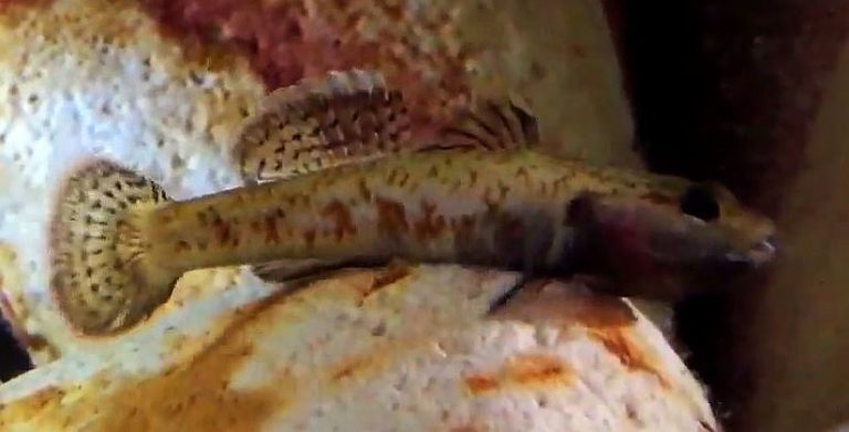 Flame Goby (Rhinogobius Zhoui) | Tropical Fish Keeping