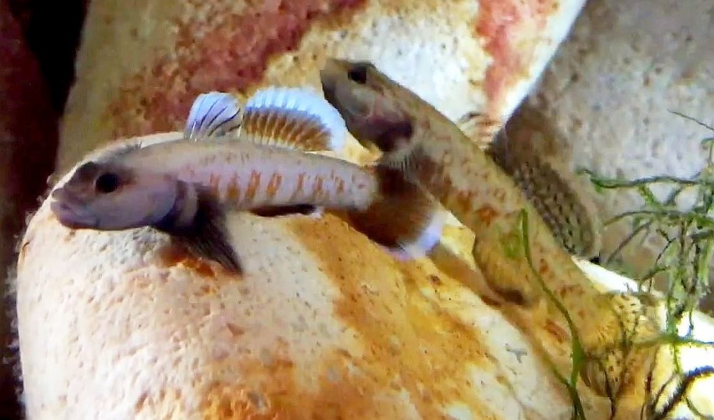 Flame Goby (Rhinogobius Zhoui) | Tropical Fish Keeping