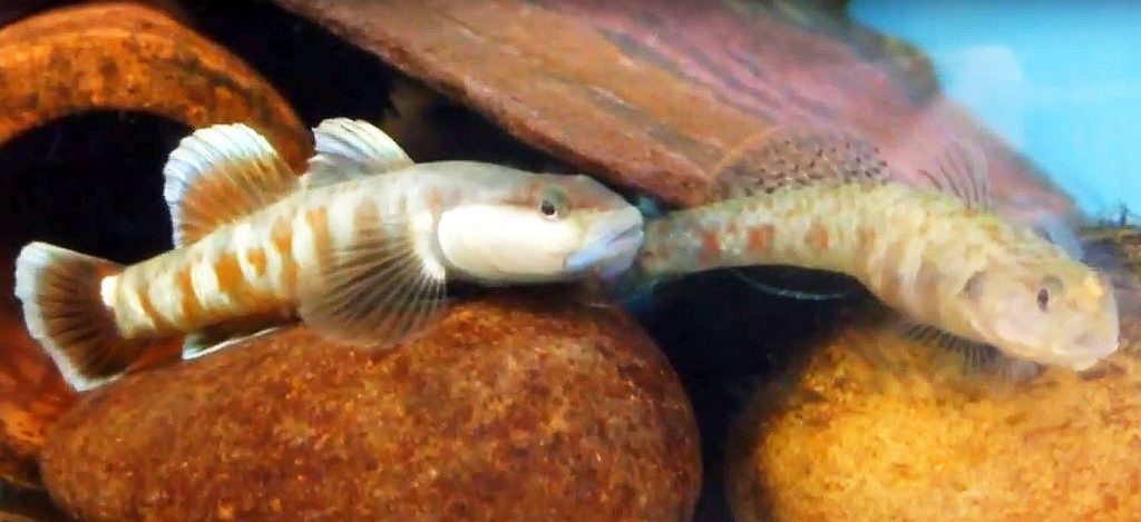 Flame Goby (Rhinogobius Zhoui) | Tropical Fish Keeping