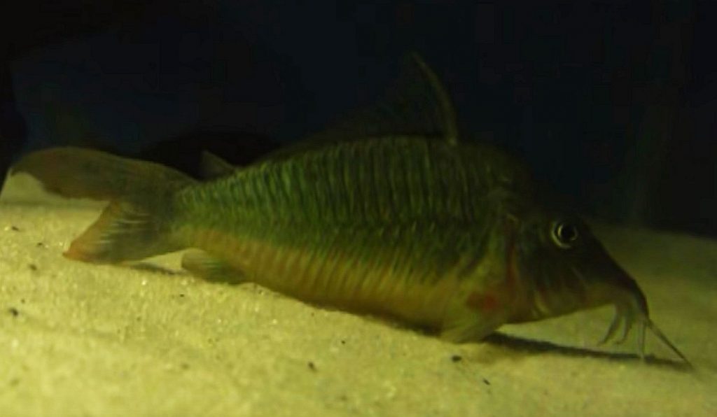 Hognose Brochus (Brochus Multiradiatus) | Tropical Fish Keeping