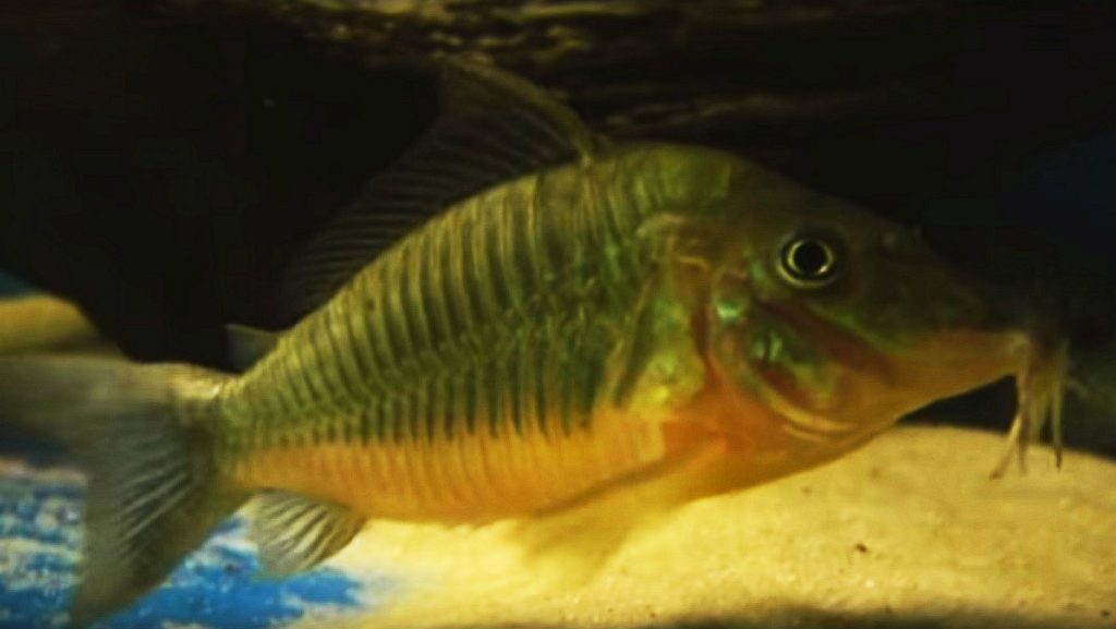 Hognose Brochus (Brochus Multiradiatus) | Tropical Fish Keeping